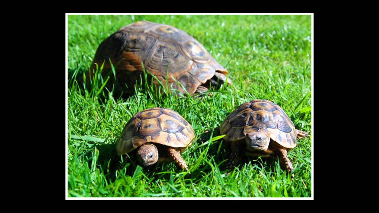 Tortoise Song - YouTube