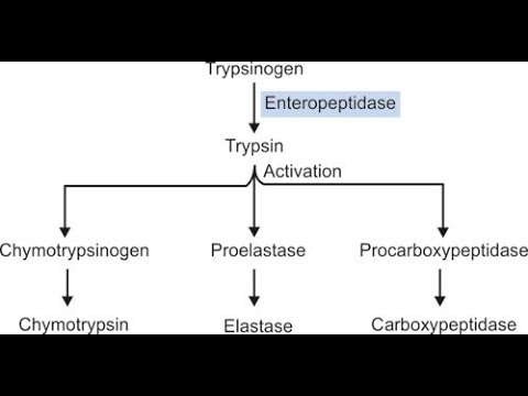 Enteropeptidase Enzyme and Carboxypeptidase Enzyme ; Location, Function ...