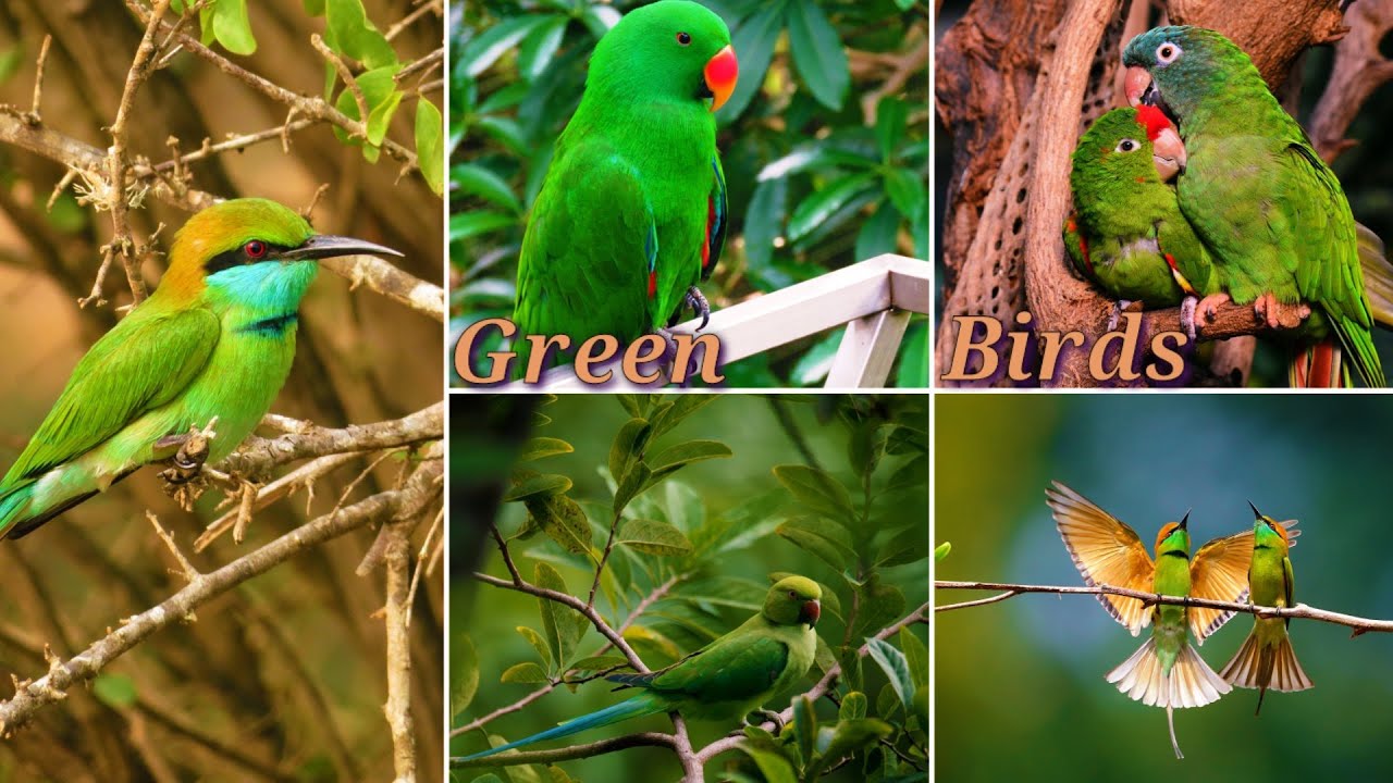 Green Birds Video || Animal Points - YouTube