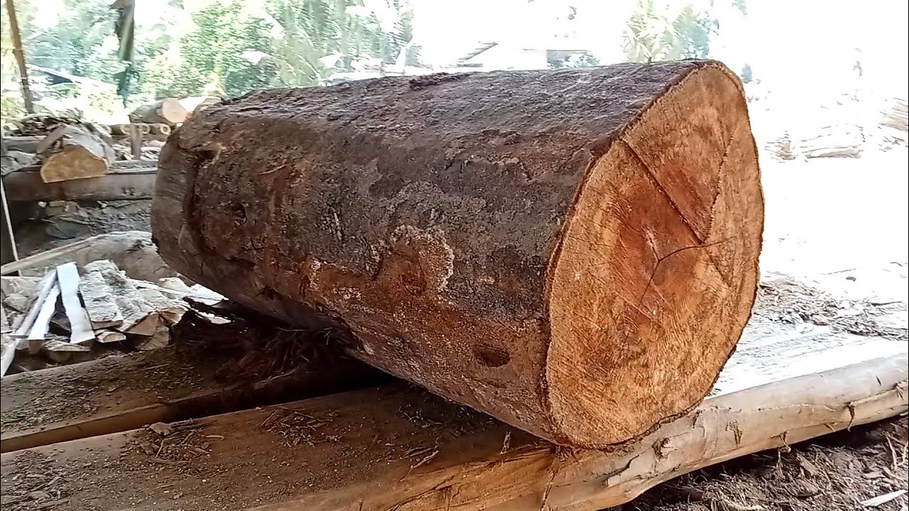 Menggergaji kayu durian besar - YouTube