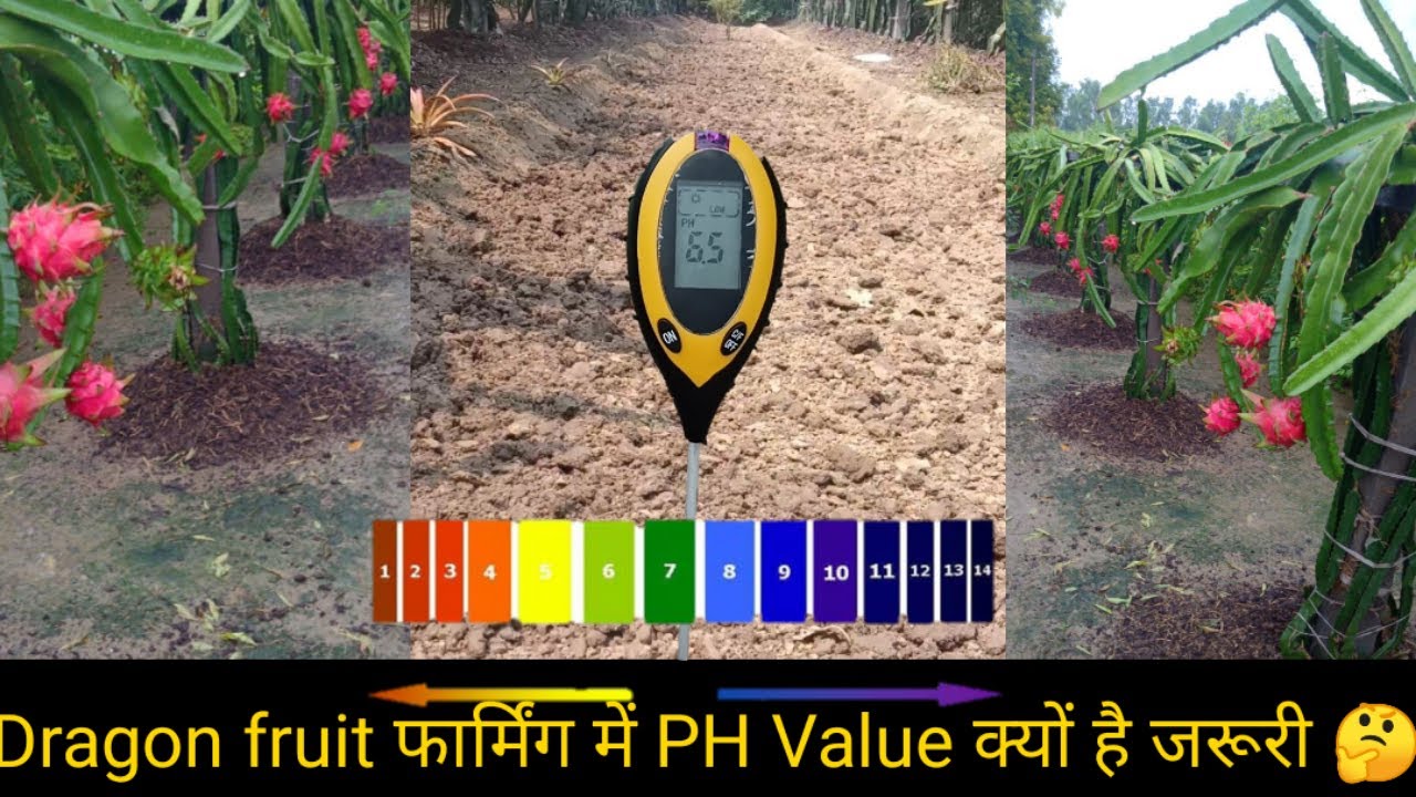 Why PH value is so important in Dragon Fruit Farming|How to maintain PH ...