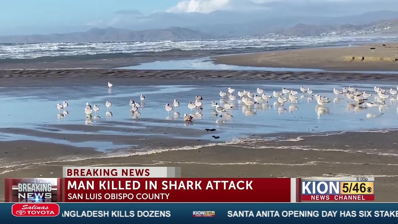 Surfer reported dead from apparent shark attack in Morro Bay - YouTube