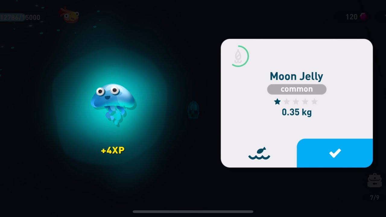 Creatures of the deep - Moon Jelly in Alaska - YouTube