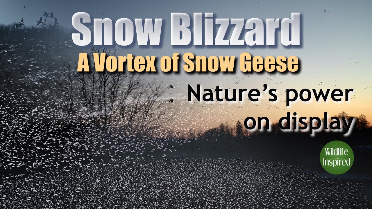 Snow Blizzard - A vortex of Snow Geese and the power of nature - YouTube