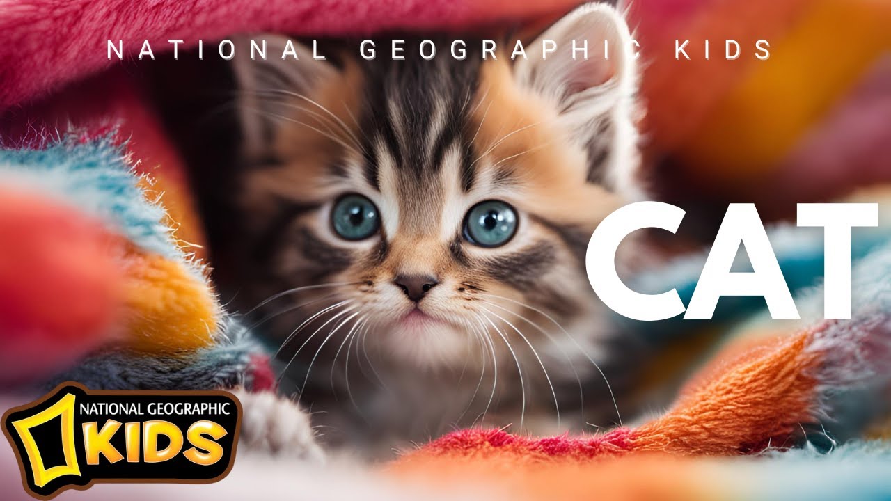 All About Cats The Ultimate Guide for Kids! | national geographic kids ...