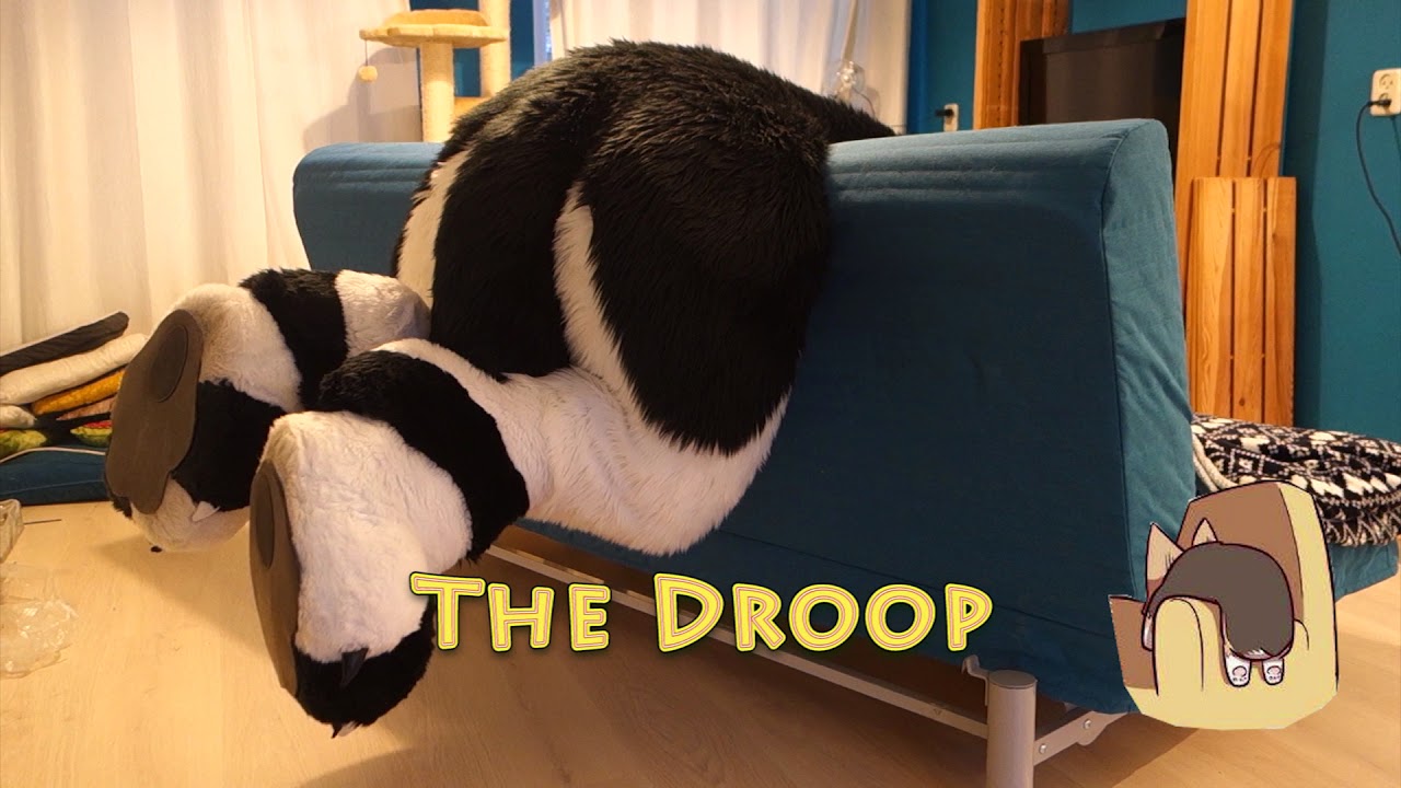 Know your Corgi Shapes /w Coco - YouTube