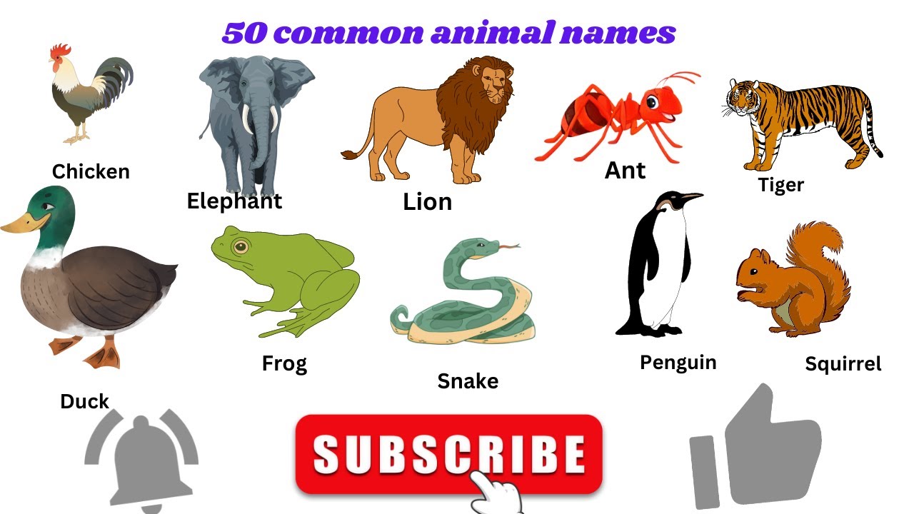 50 Common animal Names, Daily use English Vocabulary, easy English ...