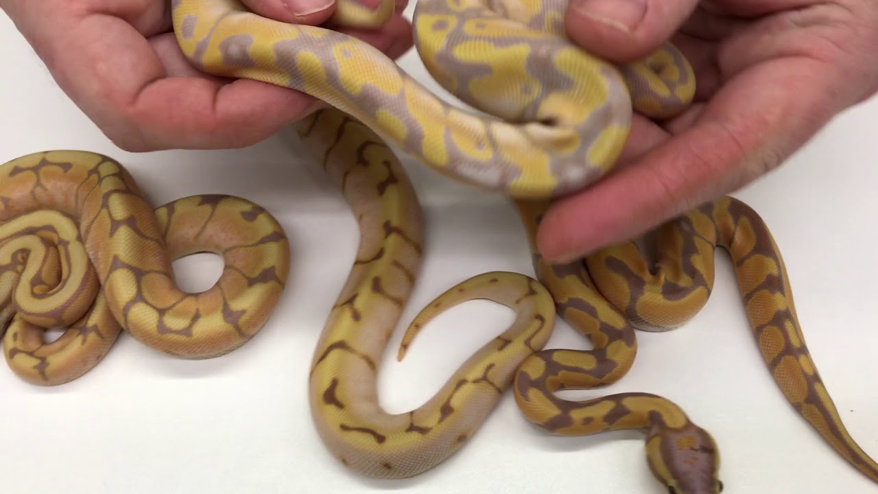 2018 Ball Pythons #1 It's complicated - YouTube