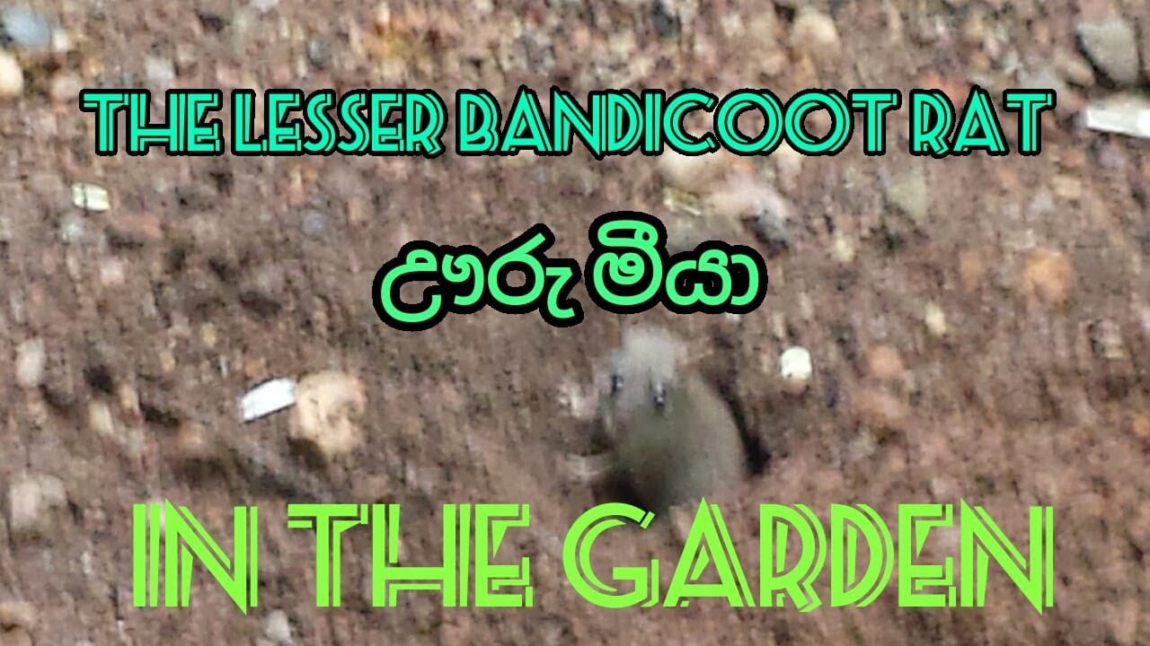 The Lesser Bandicoot Rat (Bandicota bengalensis) ඌරු මීයා in my garden ...