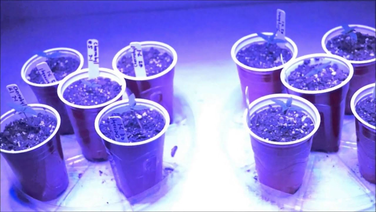 Amazing AutoFlower Buds Under Magnum Plus LED - YouTube