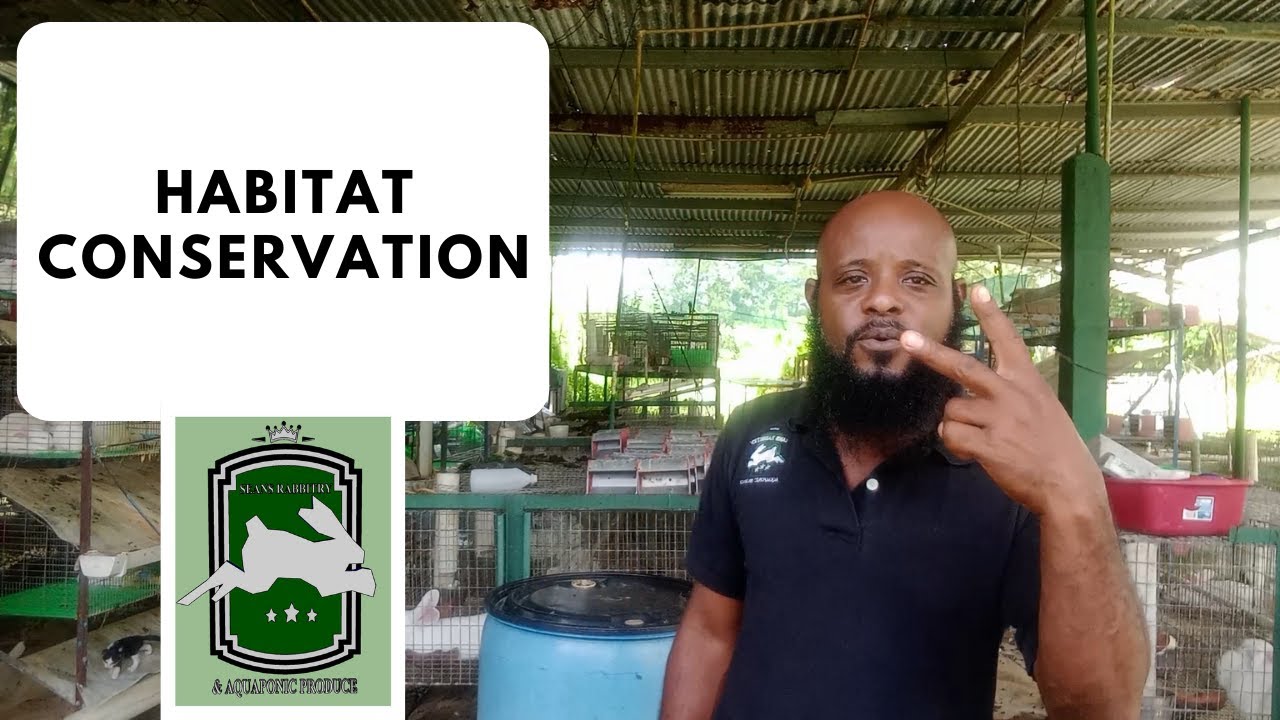 Trinidad Rabbit Farming - Habitat Conservation - YouTube