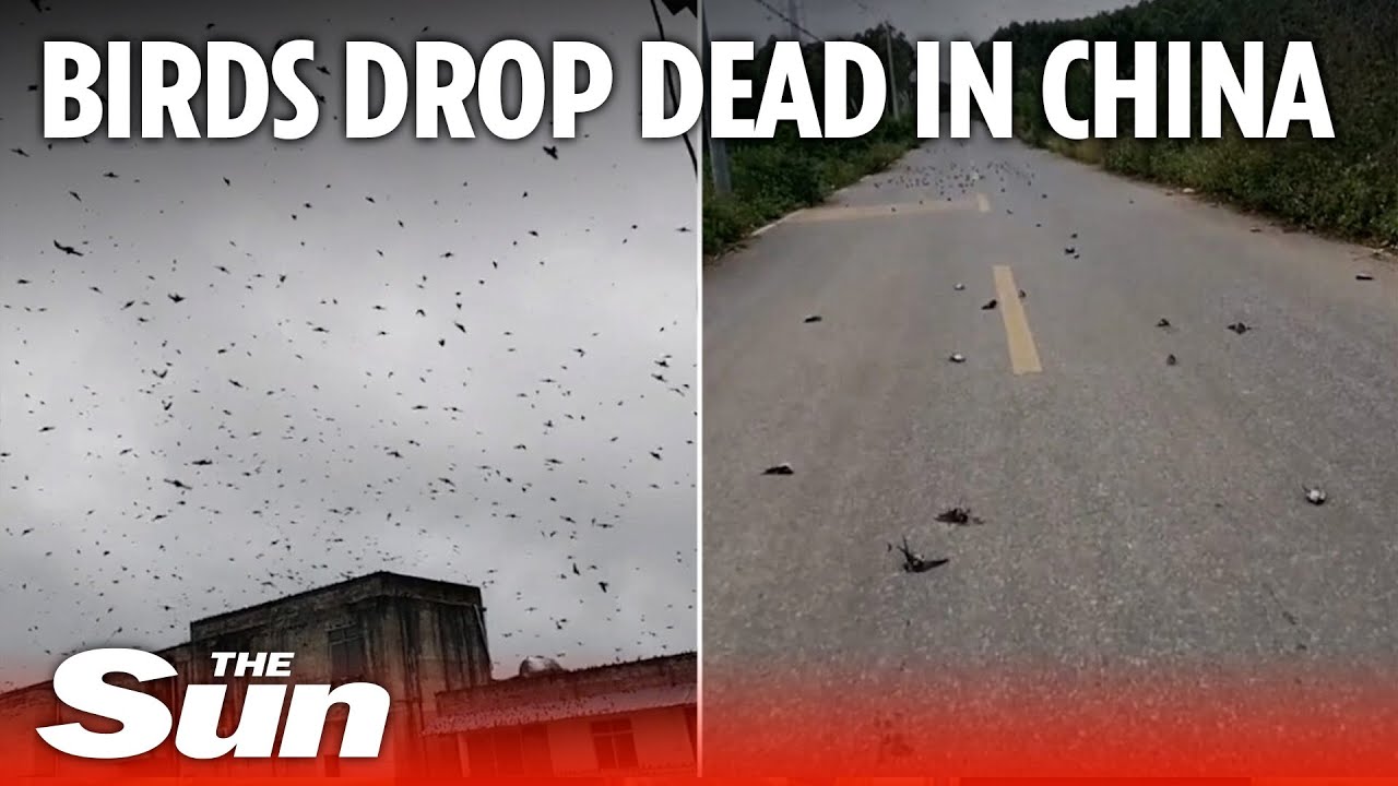 Birds drop dead out of the sky suddenly in China, like a horror movie ...