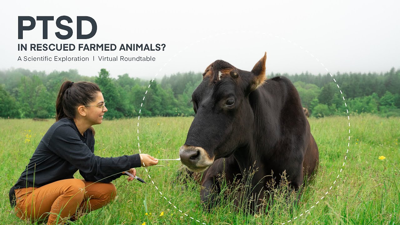 PTSD in Rescued Farm Animals? A Scientific Exploration. - YouTube