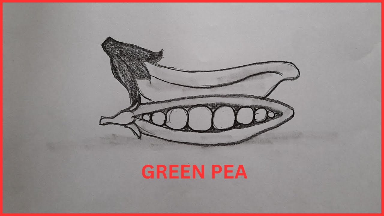 How to draw a Green Pea with easy step for kids and fun facts, pencil ...