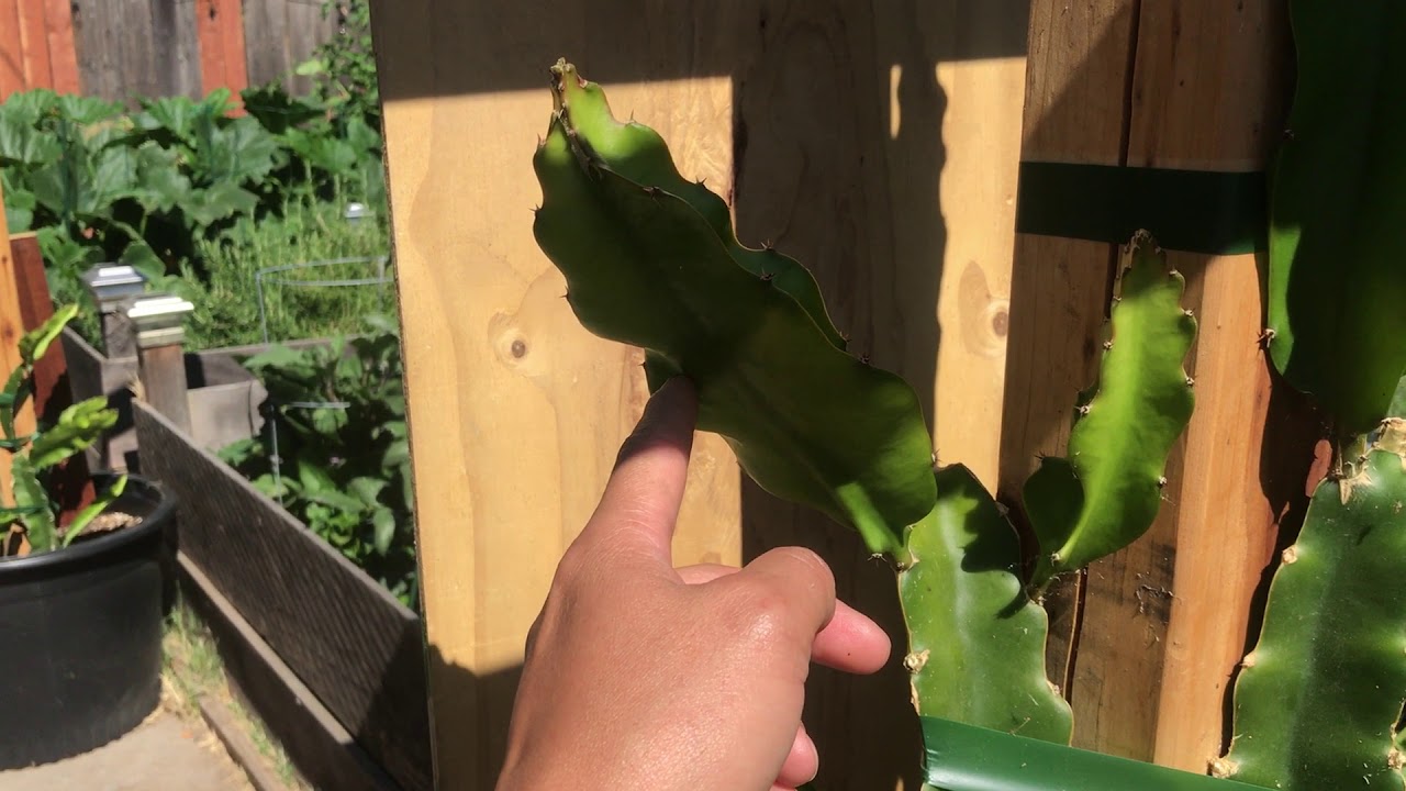Dragon Fruit Update | Growing pitaya faster and taller - YouTube