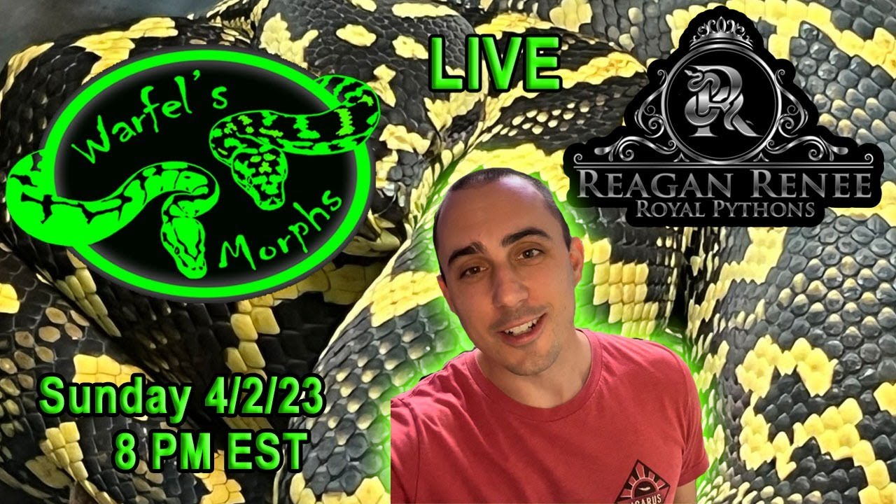 S2-Ep. 14: Live W/ Charlie of Regan Renee Royal Pythons Talking Ball Pythons & Ball Python ...