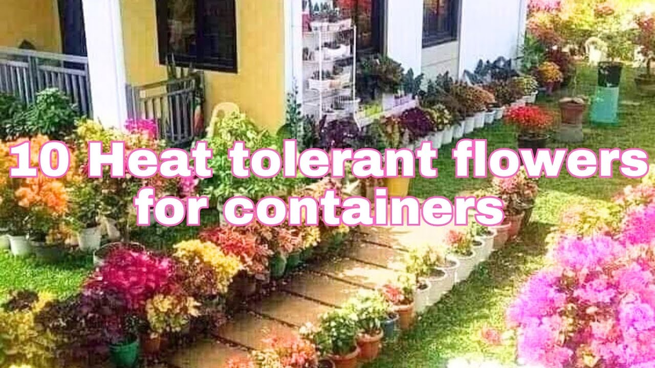10 Heat tolerant flowers for containers | Flowers that love full sun ...