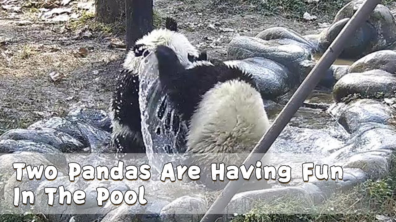 Two Pandas Are Having Fun In The Pool | iPanda - YouTube