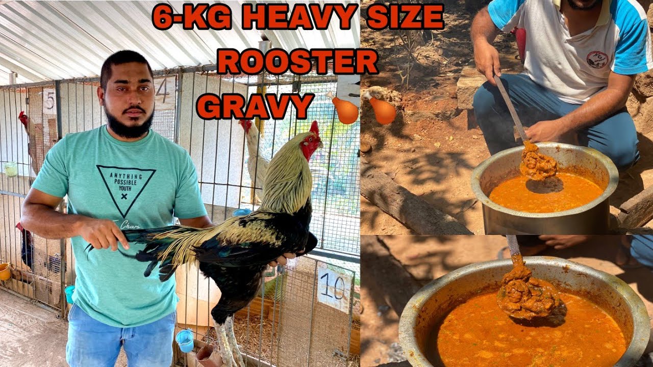 HEAVY SIZE MAIPE ROOSTER RECIPE 😋🤤 || ಕಟ್ಟಡ ಕೋರಿ broiler chicken recipe ...