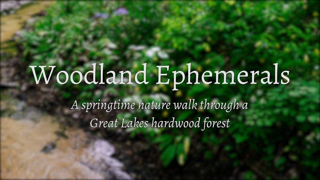 Woodland Ephemerals - A springtime nature walk - YouTube