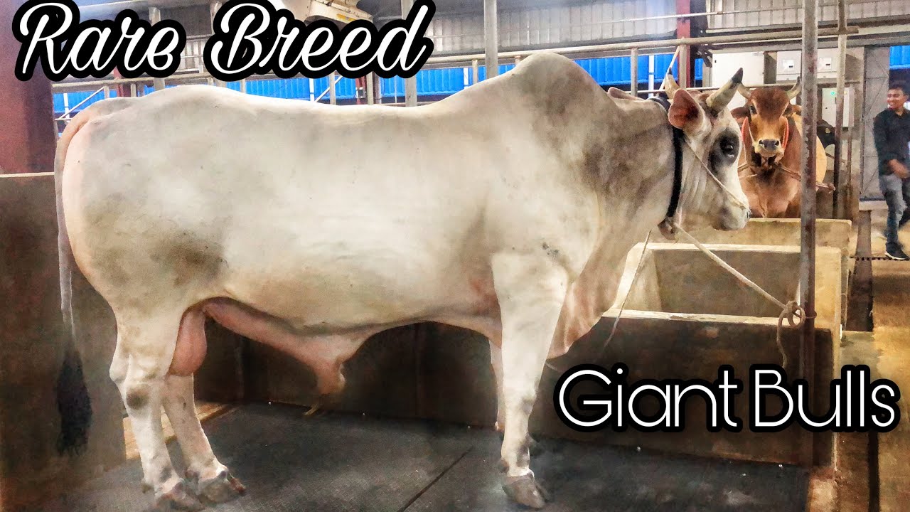 Rare Breed Bull | All The Biggies | Dutch Dairy Farm | The Home of Goru ...