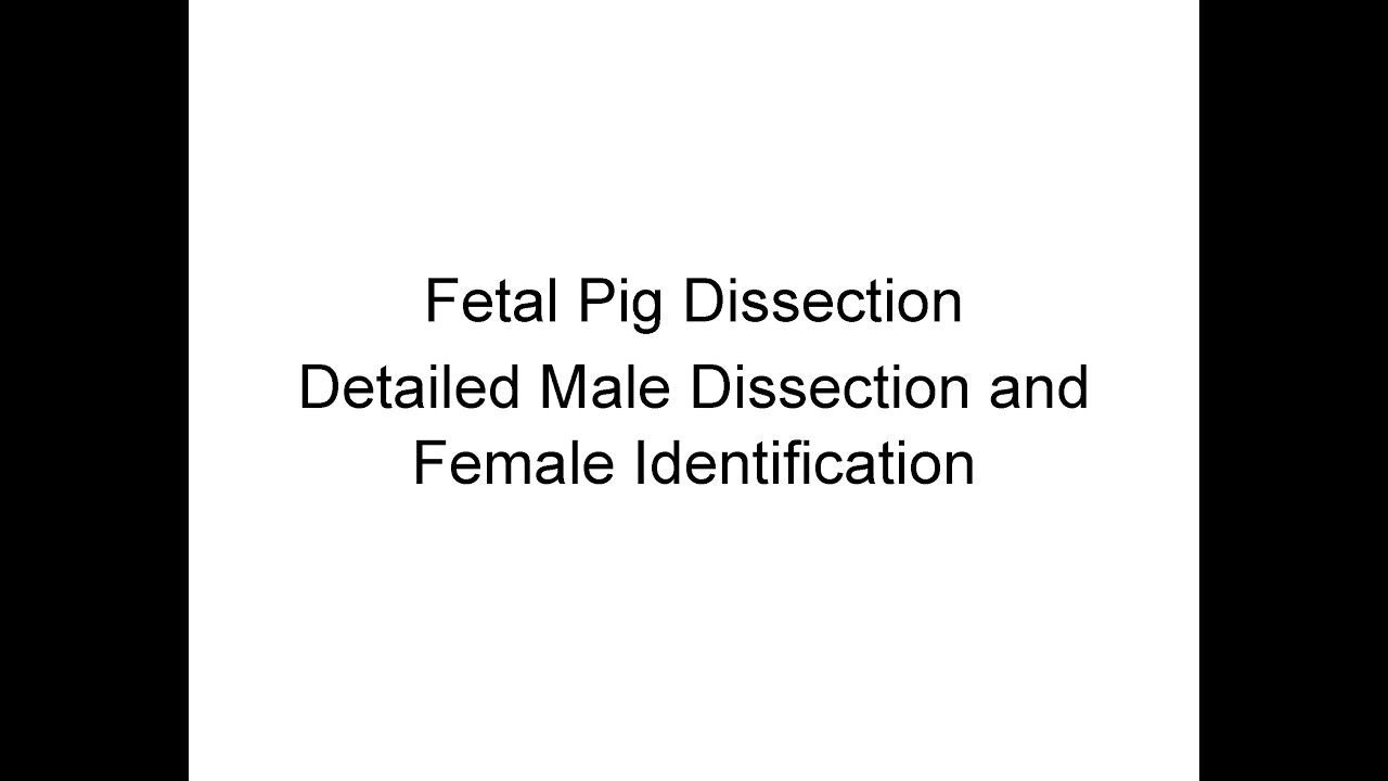 Fetal Pig Dissection - detailed male dissection and female external ...