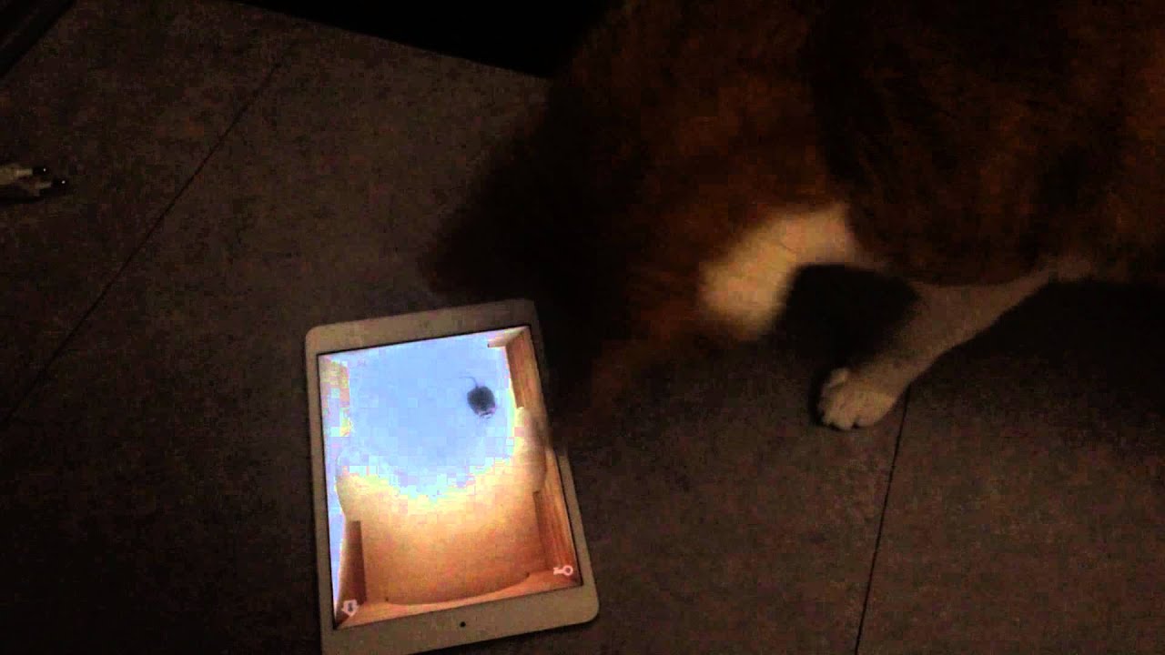 이루 - Cat Alone 2 '쥐' - YouTube