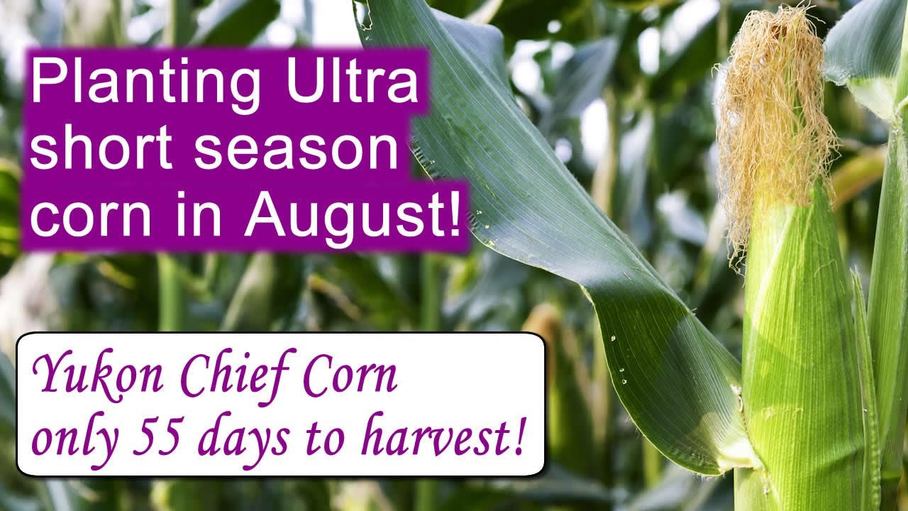 Planting short-season corn in August! - YouTube