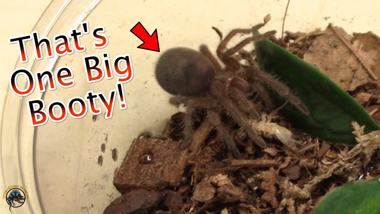 Join Autumn as She Takes Care of the Baby Tarantulas! 🕷🕸 - YouTube