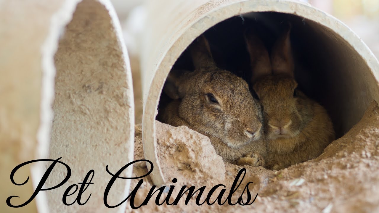 Pet Animals | Relaxing | Meditation | Yoga - YouTube