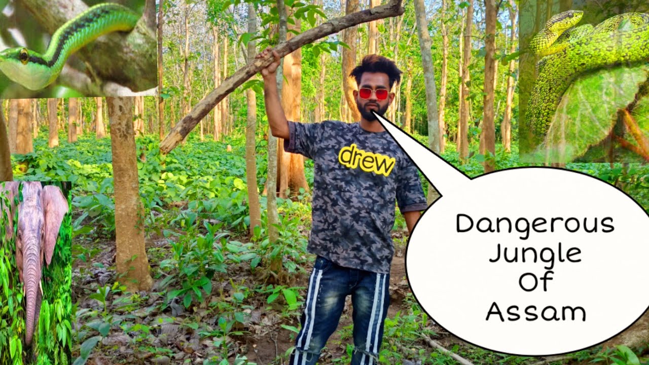 MOST DANGEROUS JUNGLE OF ASSAM |ASSAM BOY FARHAN |ENTERTAINMENT|HOJAI ...