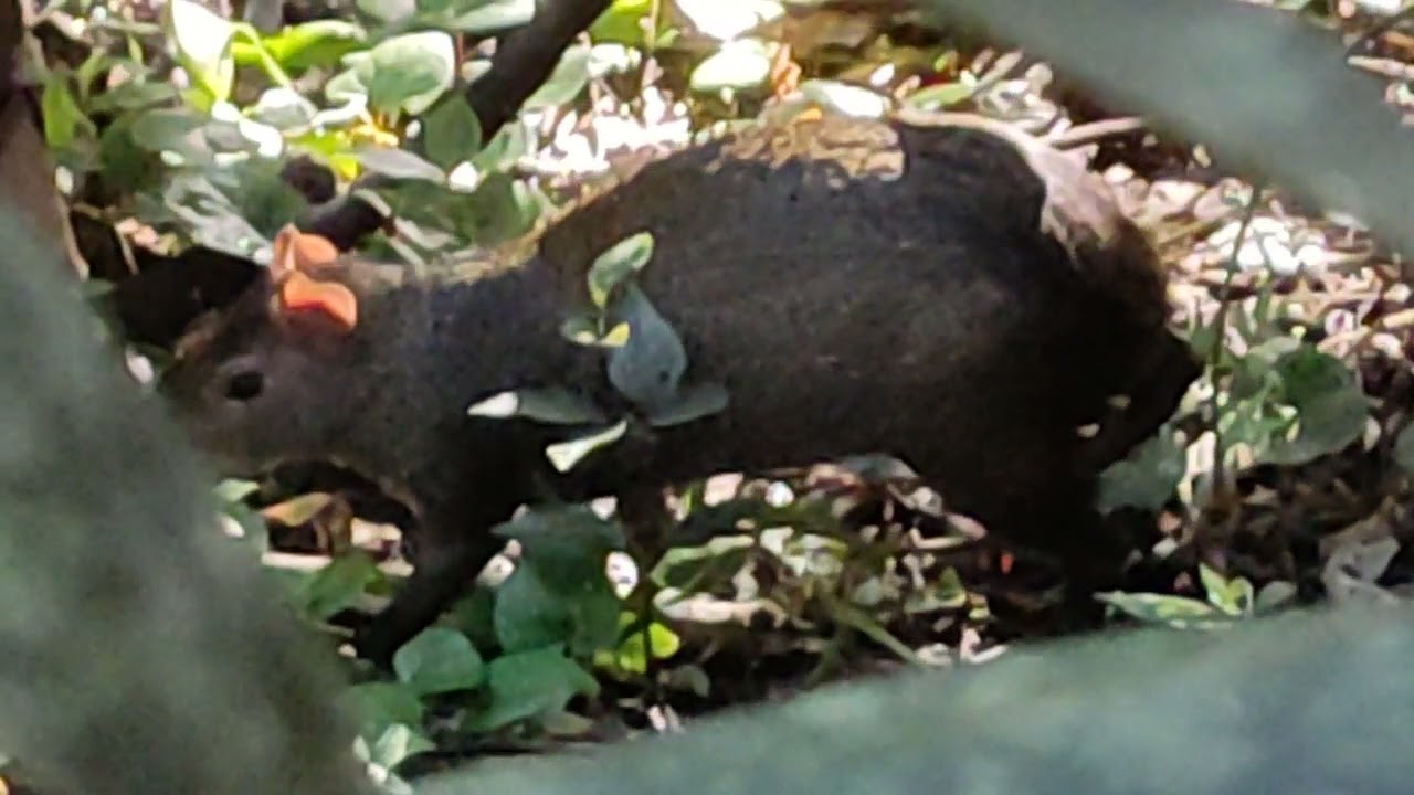 Seréque es un animal de la selva Chiapas México. - YouTube