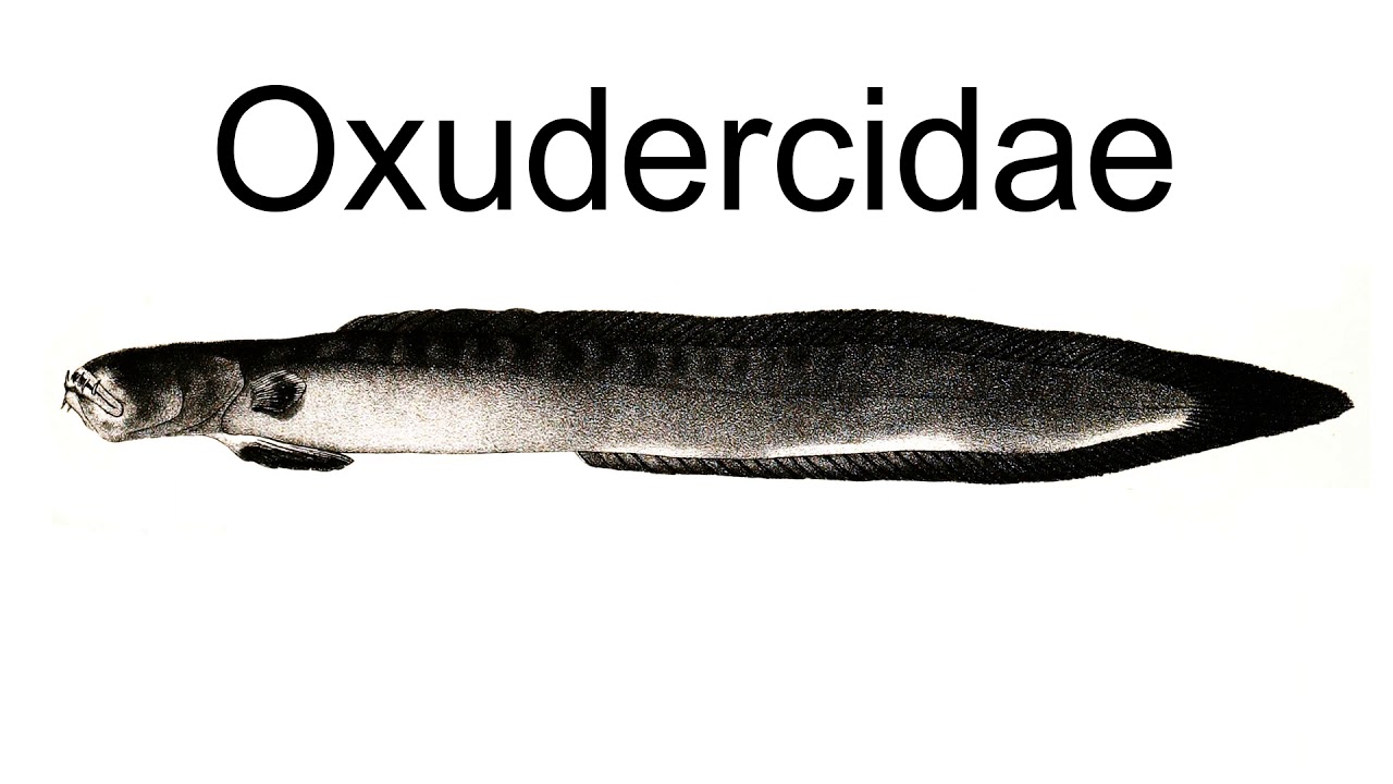 Oxudercidae - YouTube