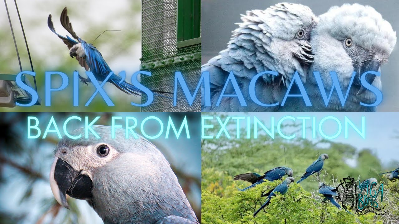 Spix's Macaws RETURN TO THE WILD - Back From the Brink of EXTINCTION ...