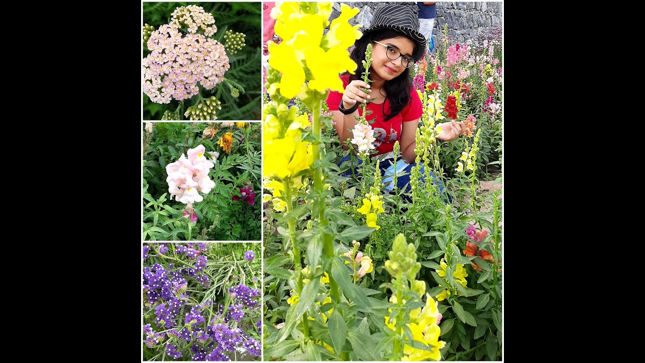 UAE Flower Farm# Flower Garden Trip - YouTube