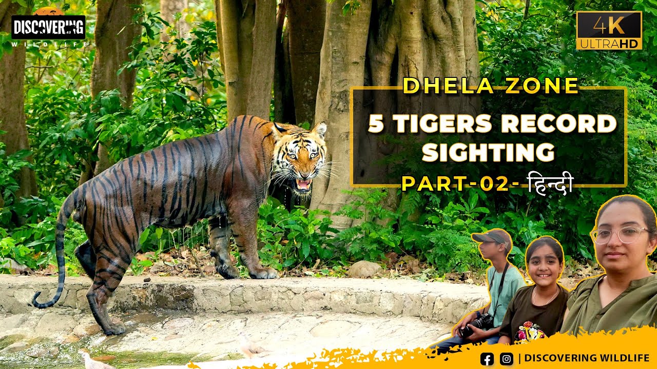 5 TIGER IN DHELA ZONE I TIGER GROWL I DHELA ZONE I JIM CORBET NATIONAL ...