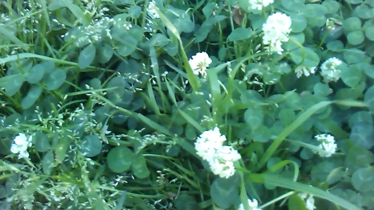4 leaf clover hunting - YouTube