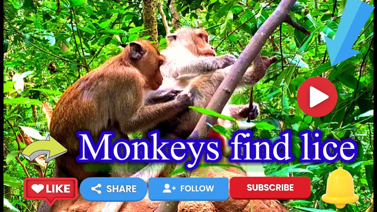 Monkeys find lice - YouTube