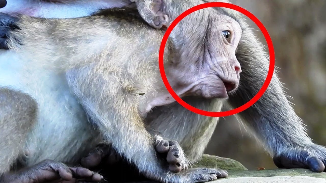 OMG! King Of Cry - Why Baby Monkey Cry Never Stop? - YouTube