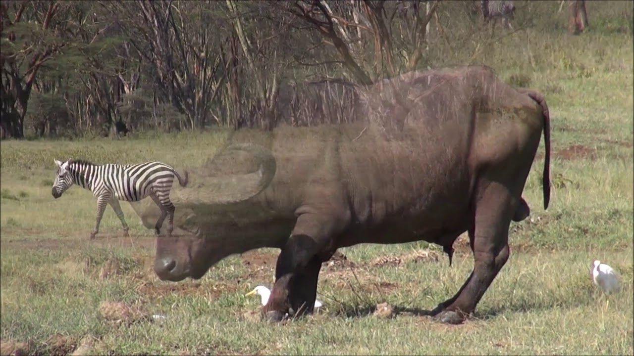 On Safari 4 (Zebra Buffalo & Rhino) - YouTube