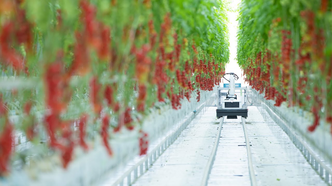 Automatic tomato harvester robot - YouTube