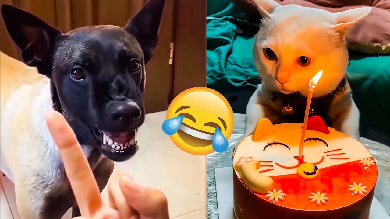 Funny Animal Compilations 2022😂~Best Dogs And Cats Videos | TRY NOT TO ...