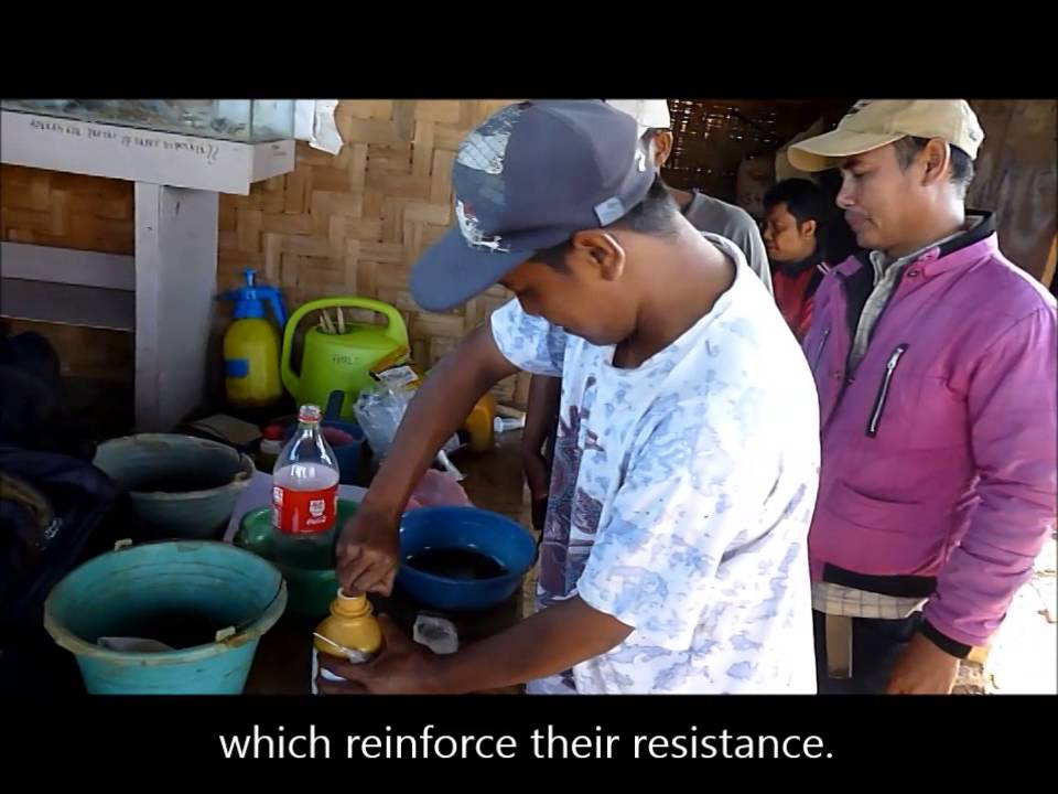 How to prepare Albasia tree seeds for sowing - YouTube