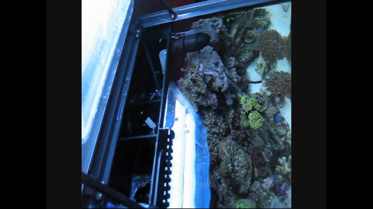 JBJ 12 Nano Cube DX Water Change - YouTube