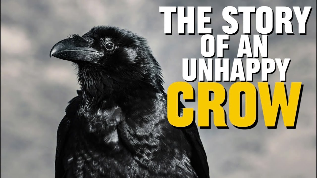 Don't Compare Yourself to Anyone | Story Of An Unhappy Crow - YouTube
