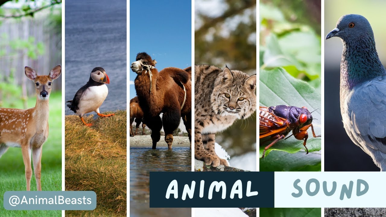 Wild Whispers: Learn Animal Names & Sounds | जानवरों के अद्वितीय ...