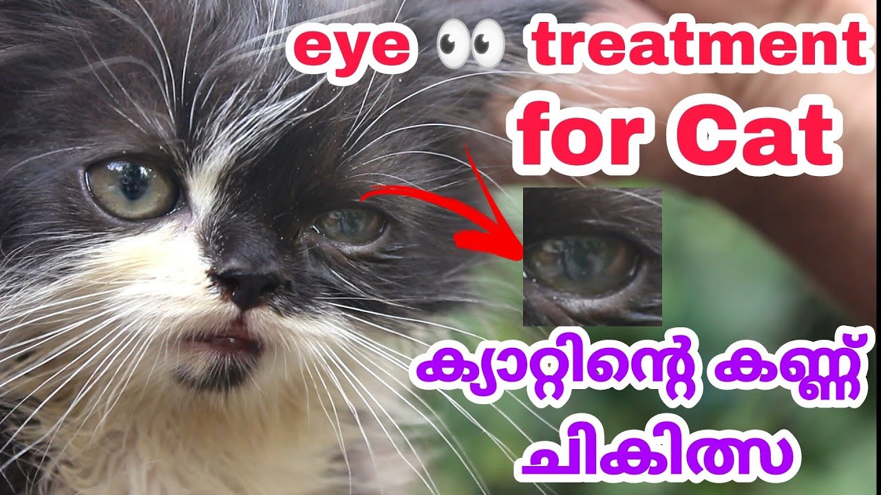 Cat eye treatment | cat eye infection |percian cat eye infection ...