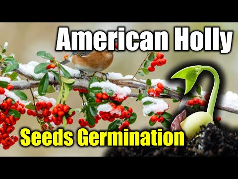 How To Plant Holly Tree Seeds