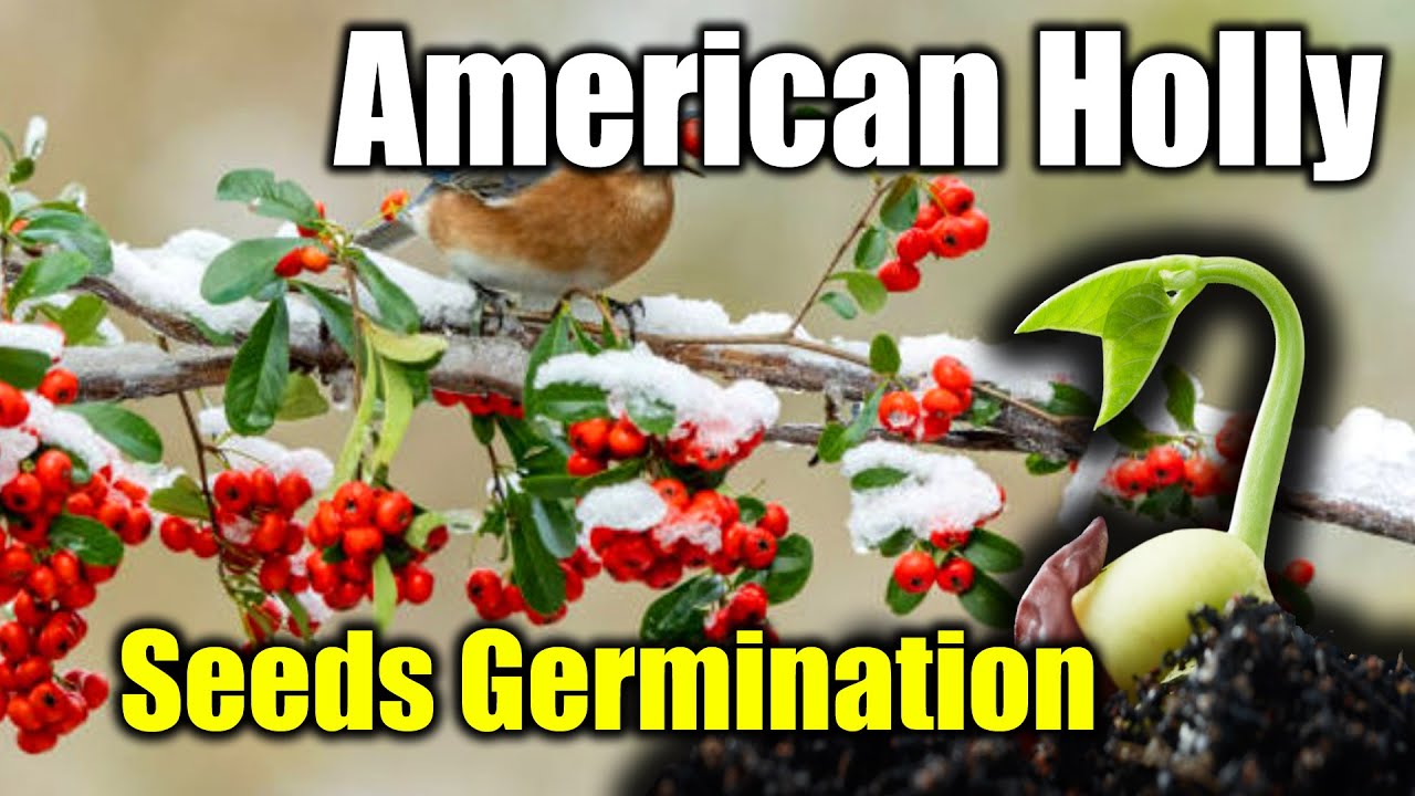 Harvesting and Germinating American Holly Tree Seeds (Germination tips ...