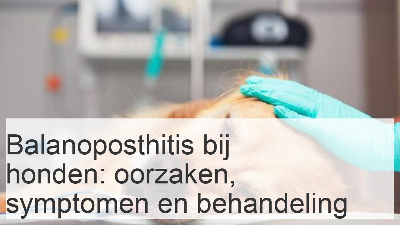Balanoposthitis bij honden - Oorzaken, Symptomen en Behandeling - YouTube
